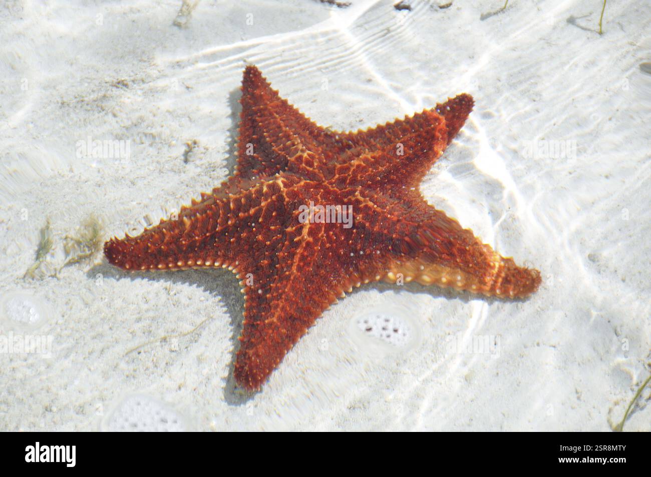 Red cushion starfish, cushion starfish (Oreaster reticulatus), in ...