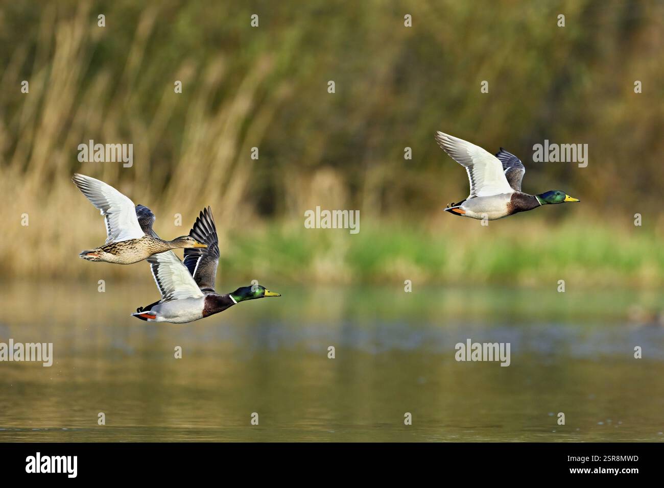 Mallard ducks (Anas platyrhynchos), formation in flight, Switzerland ...