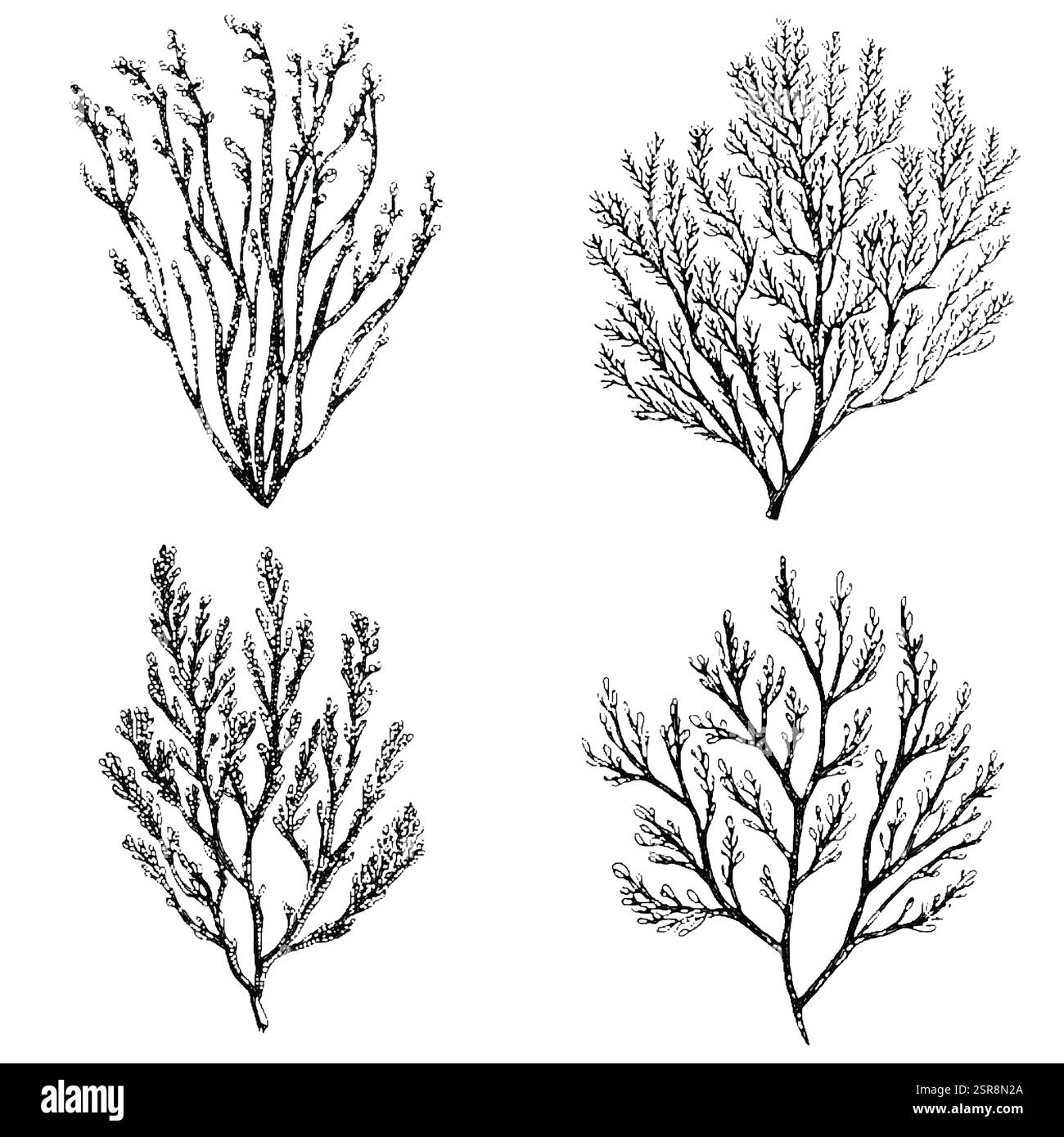 A handdrawn watercolor illustration of Watercolor Hand-Drawn Seaweed ...