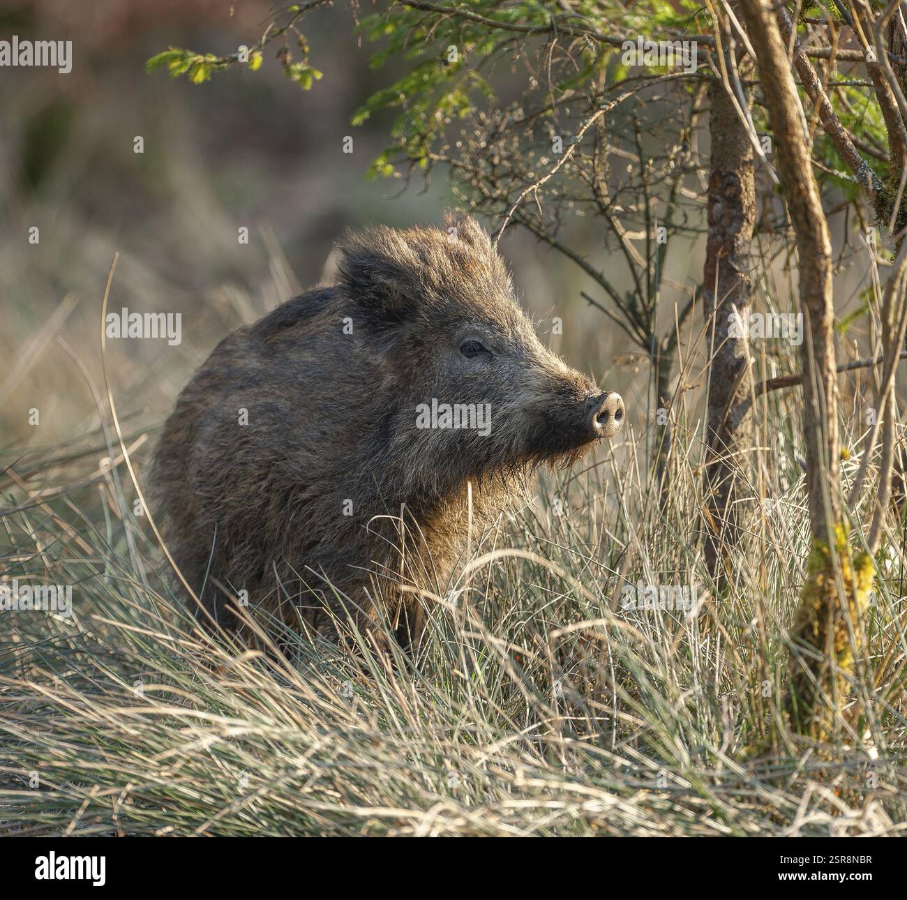 Wild boar, wild boar (Sus scrofa), young boar standing in a forest ...