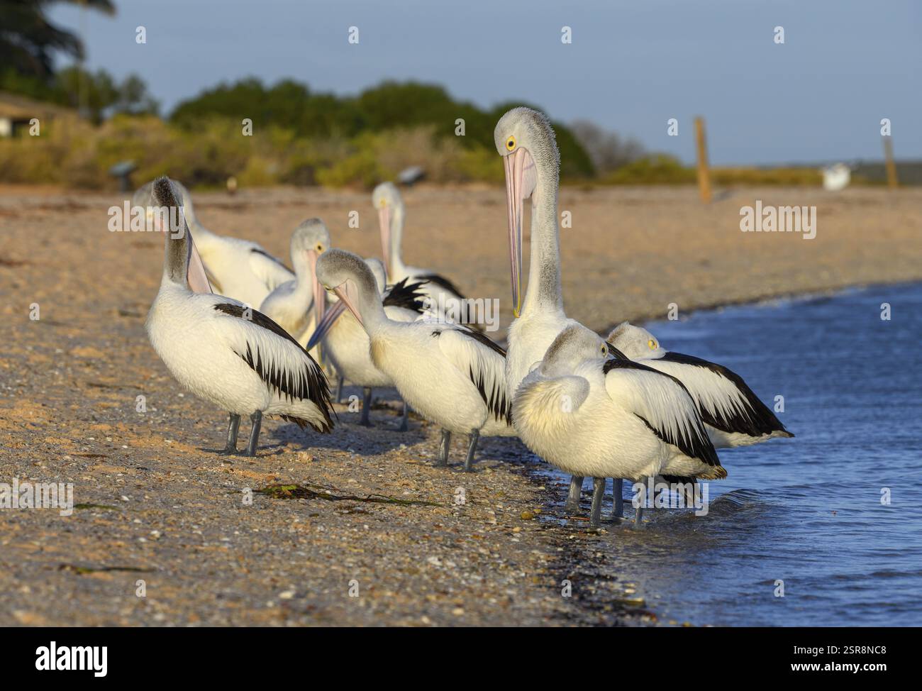 Australian pelicans (Pelecanus conspicillatus), Monkey Mia, Shire of ...