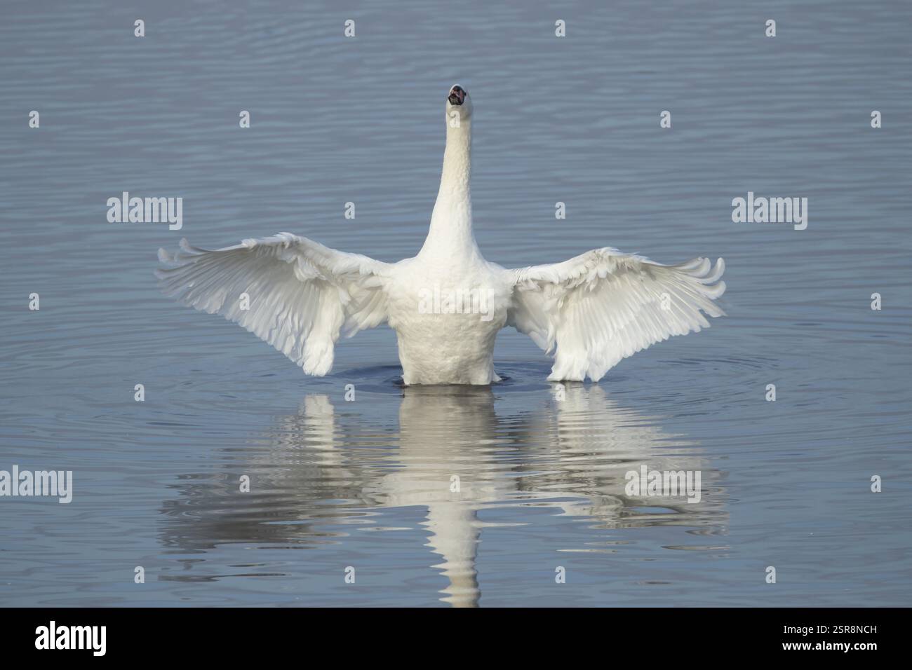 Mute swan (Cygnus olor) adult bird flapping its wings on a lake ...