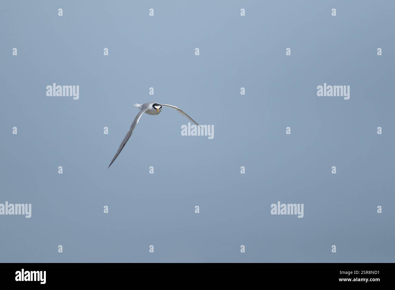 Little tern (Sternula albifrons) adult bird flying, England, United ...
