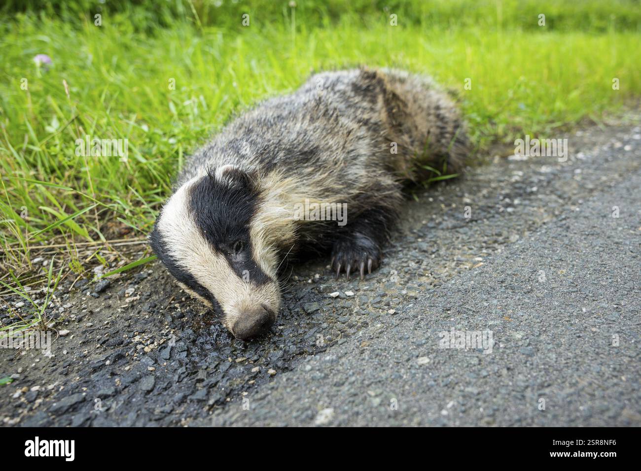 European badger (Meles meles) lies dead on a road, car accident, wild ...