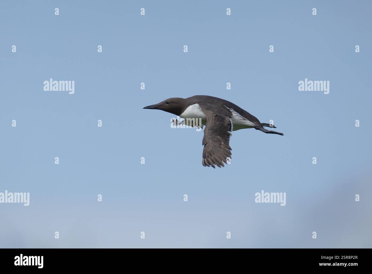 Guillemot or Common murre (Uria aalge) adult sea bird in flight ...