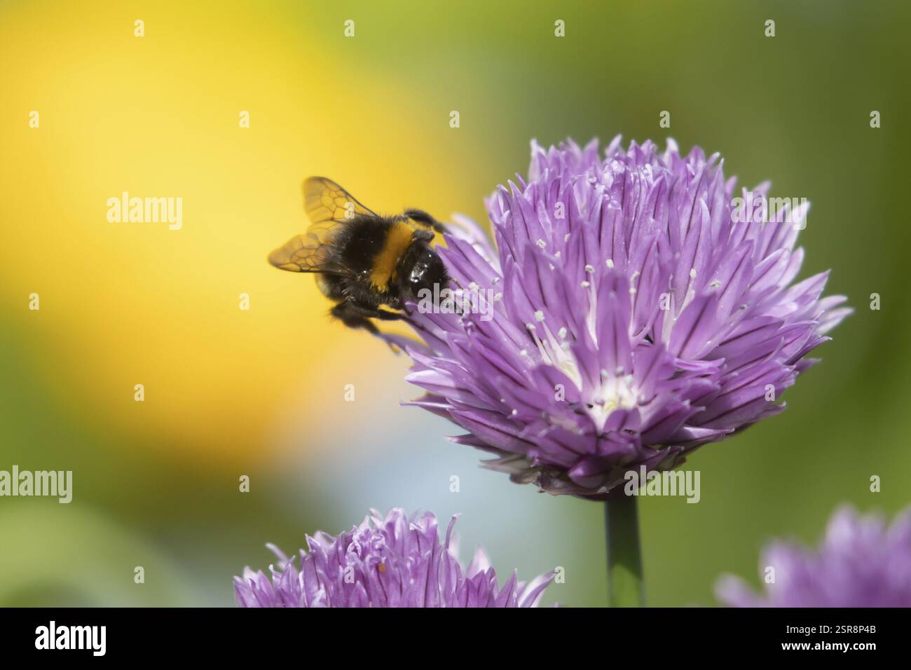 Buff tailed bumblebee (Bombus terrestris) adult bee feeding on a Chives ...