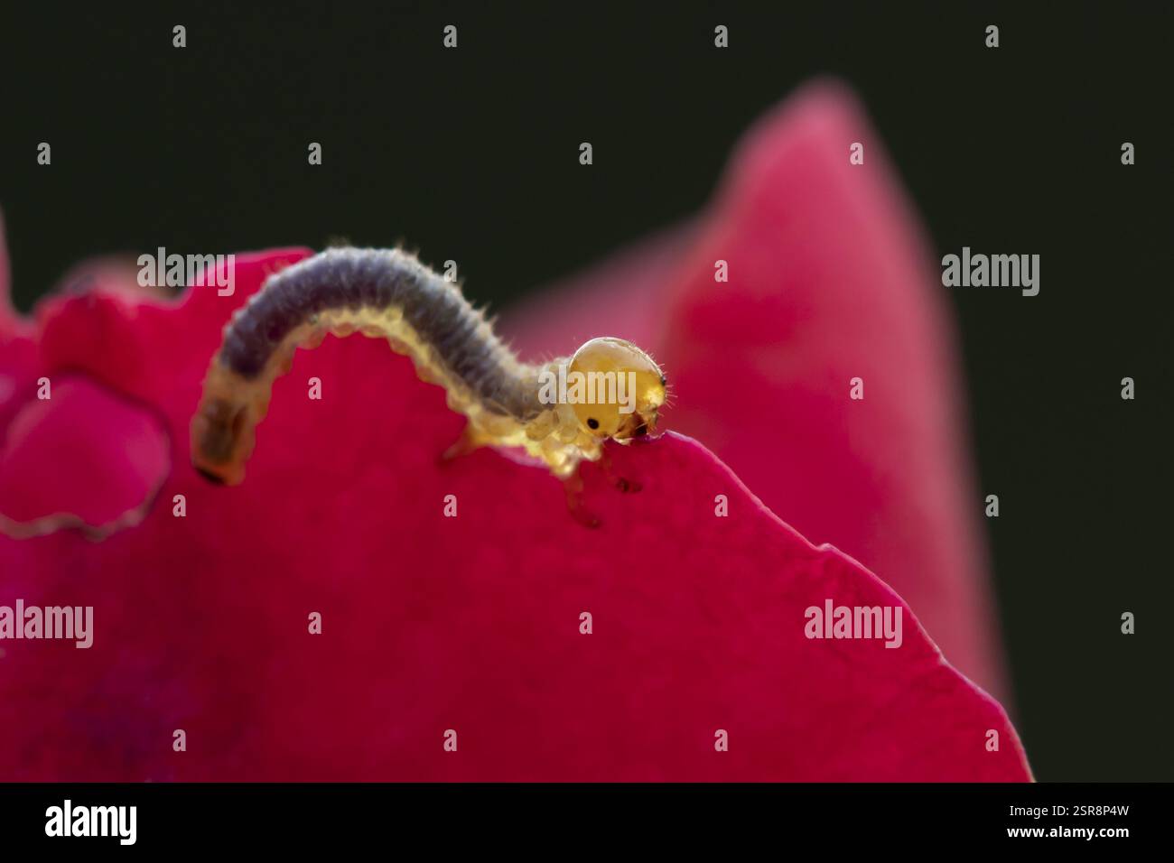 Large rose sawfly (Arge ochropus) caterpillar larva feeding on a red ...