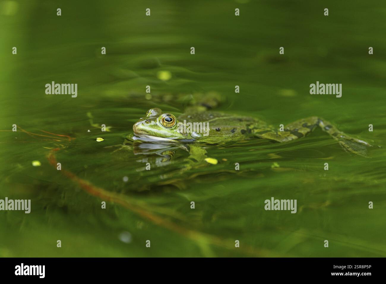 Edible frog (Pelophylax esculentus) in a little lake in the water ...