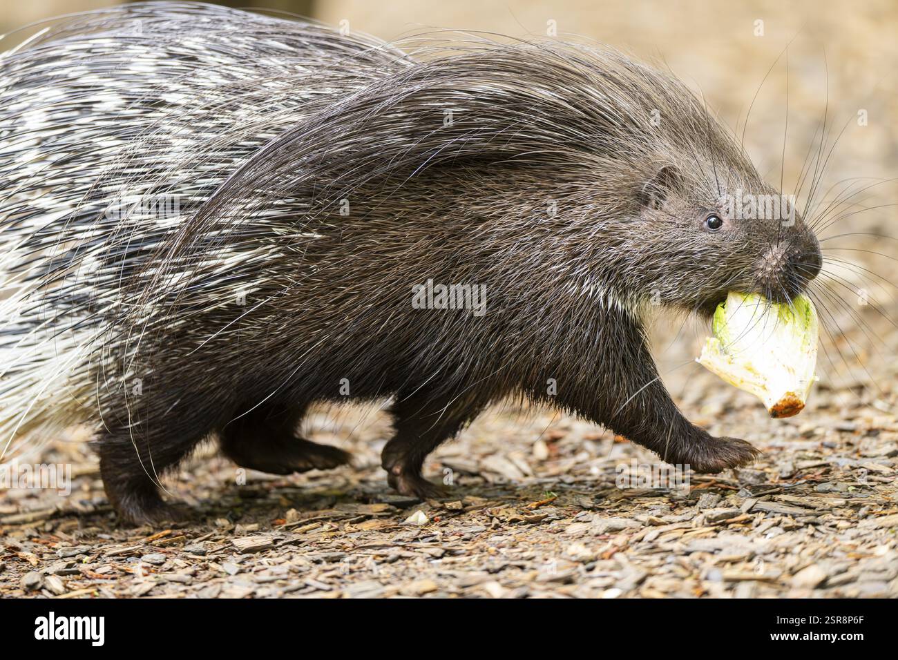 Old World porcupines (Hystrix cristata), Germany, Europe Stock Photo ...
