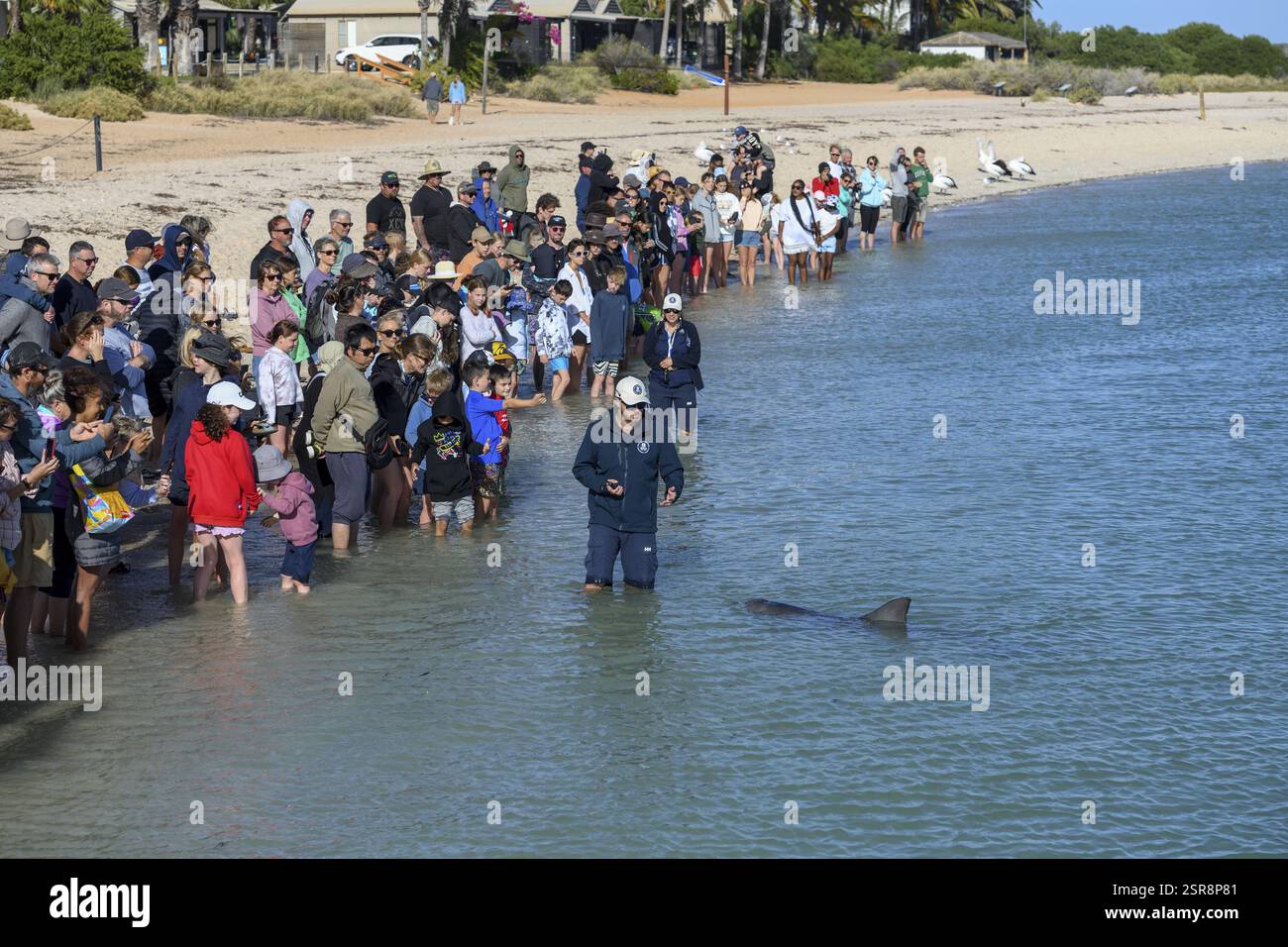 Tourists feeding dolphins, Monkey Mia, Shire of Shark Bay, State of ...