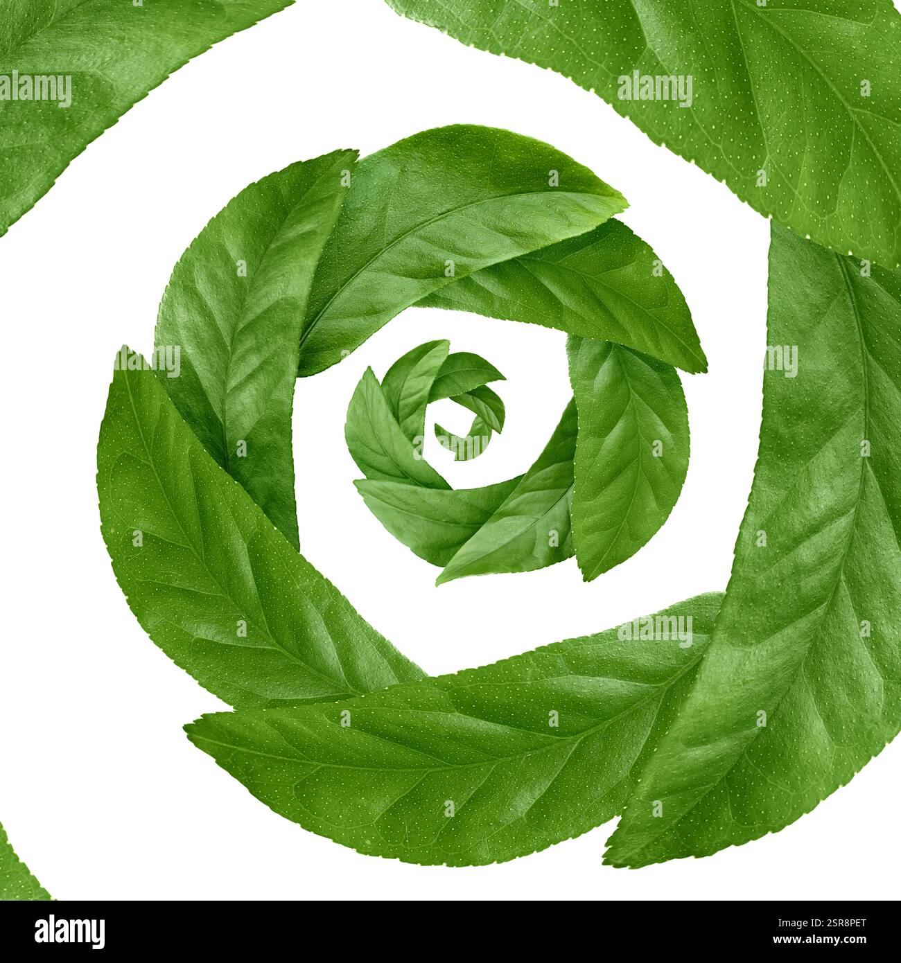 Green leaves swirling in air on white background Stock Photo - Alamy