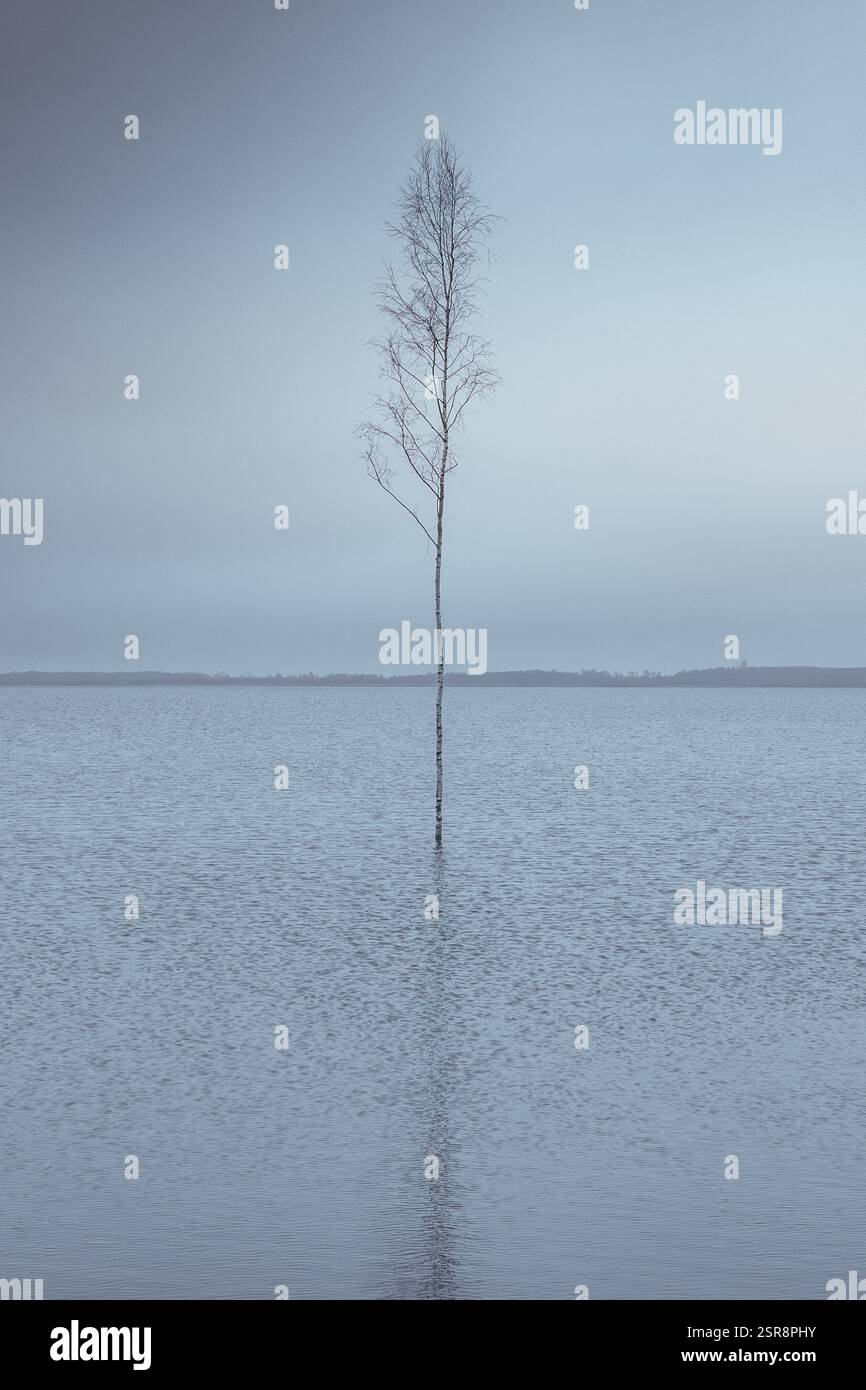 Single free-standing tree in a lake, Calm, Emotion, Mourning, Fog ...