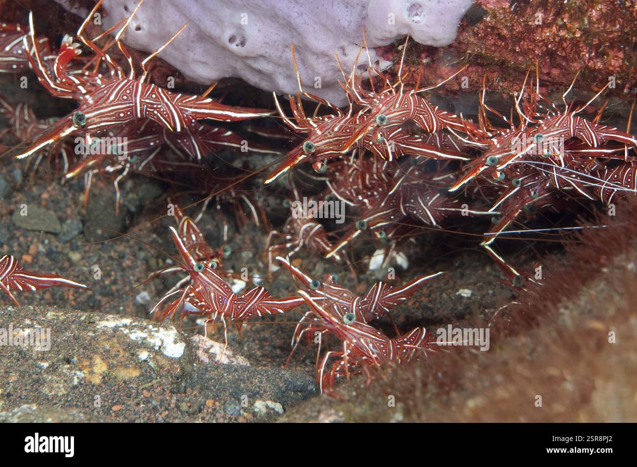 Close-up of large group of conspicuous red and white striped camel ...