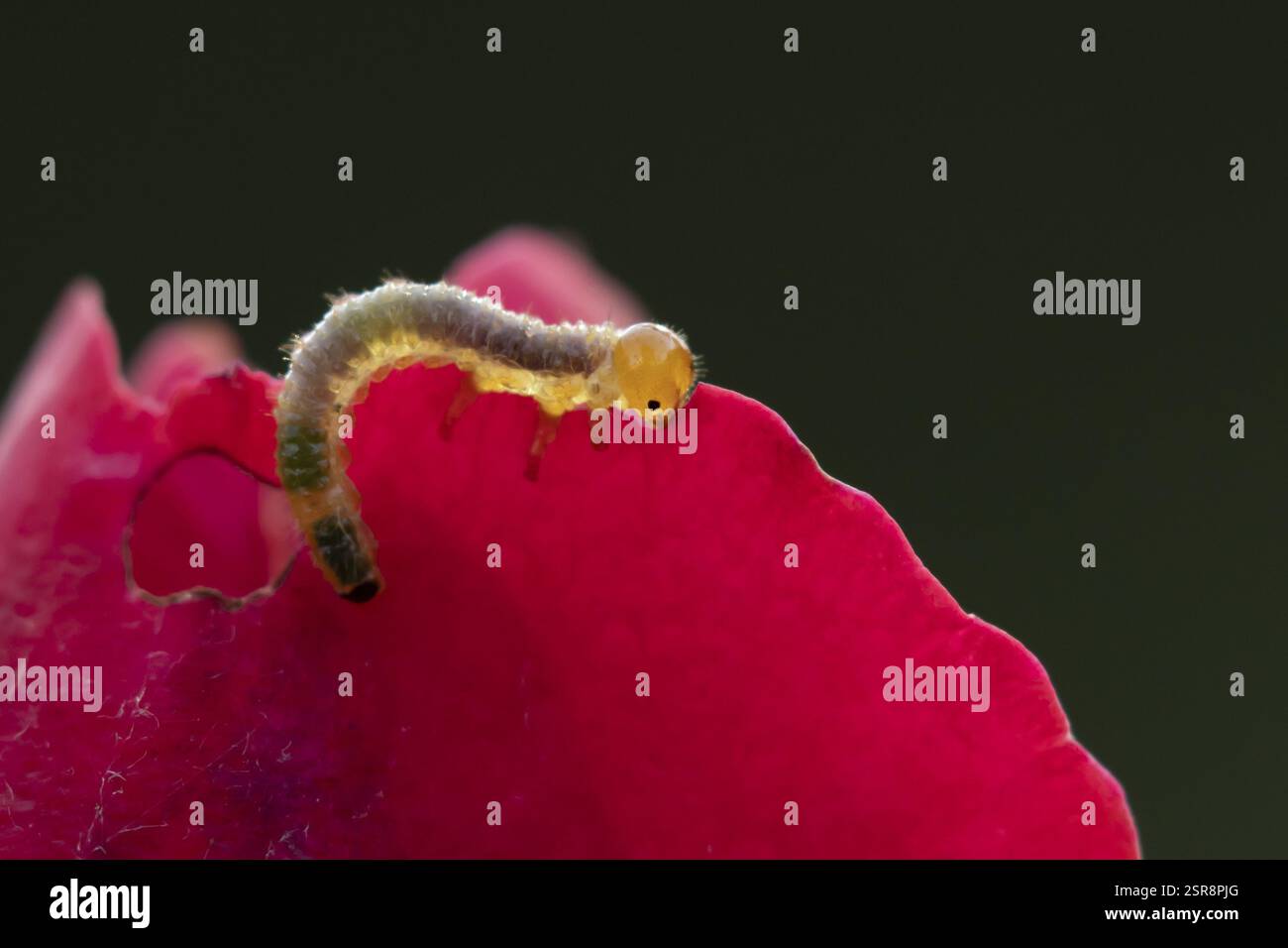 Large rose sawfly (Arge ochropus) caterpillar larva feeding on a red ...