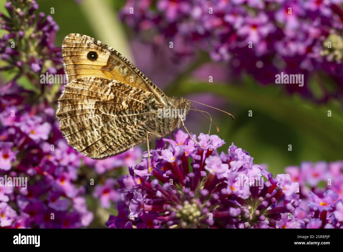 Grayling butterfly (Hipparchia semele) adult insect feeding on a ...