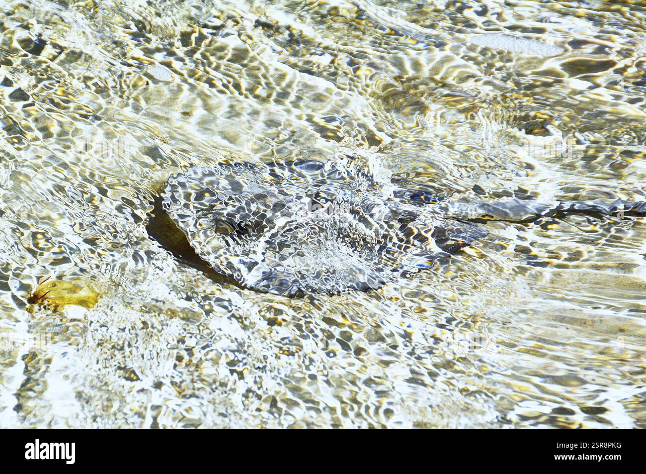 Atlantic stingray (Hypanus sabinus) in shallow water, Cuba, Caribbean ...