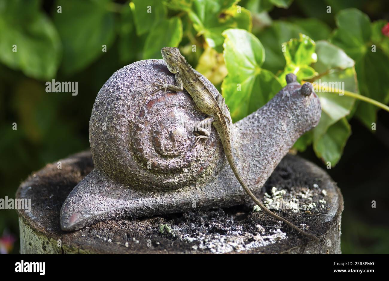 Beautiful lizard or bloodsucker agame (Calotes versicolor) sitting on a ...