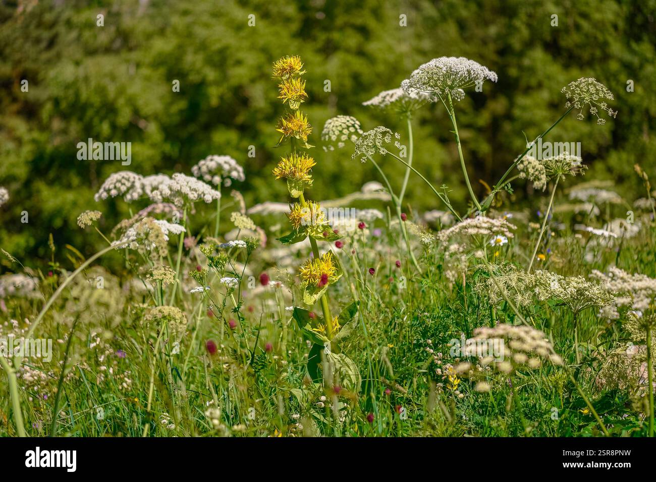Flowers of the yellow gentian and the laserpitium latifolium in summer ...