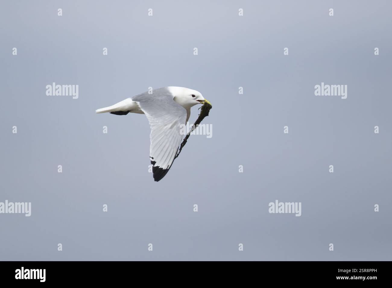Black-legged kittiwake (Rissa tridactyla) adult sea bird flying ...