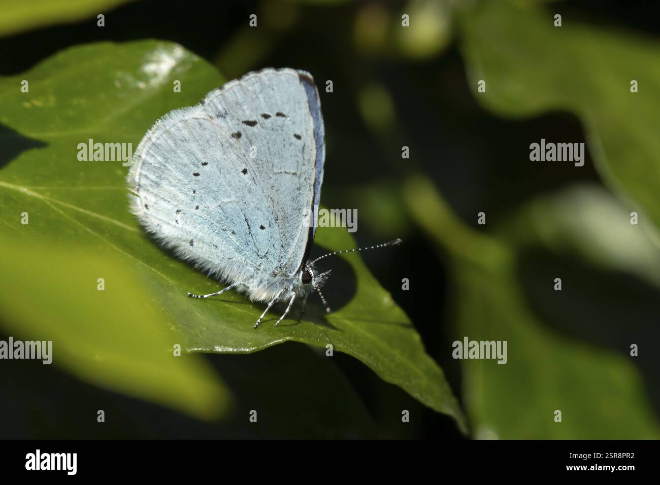 Holly blue butterfly (Celastrina argiolus) adult insect resting on an ...