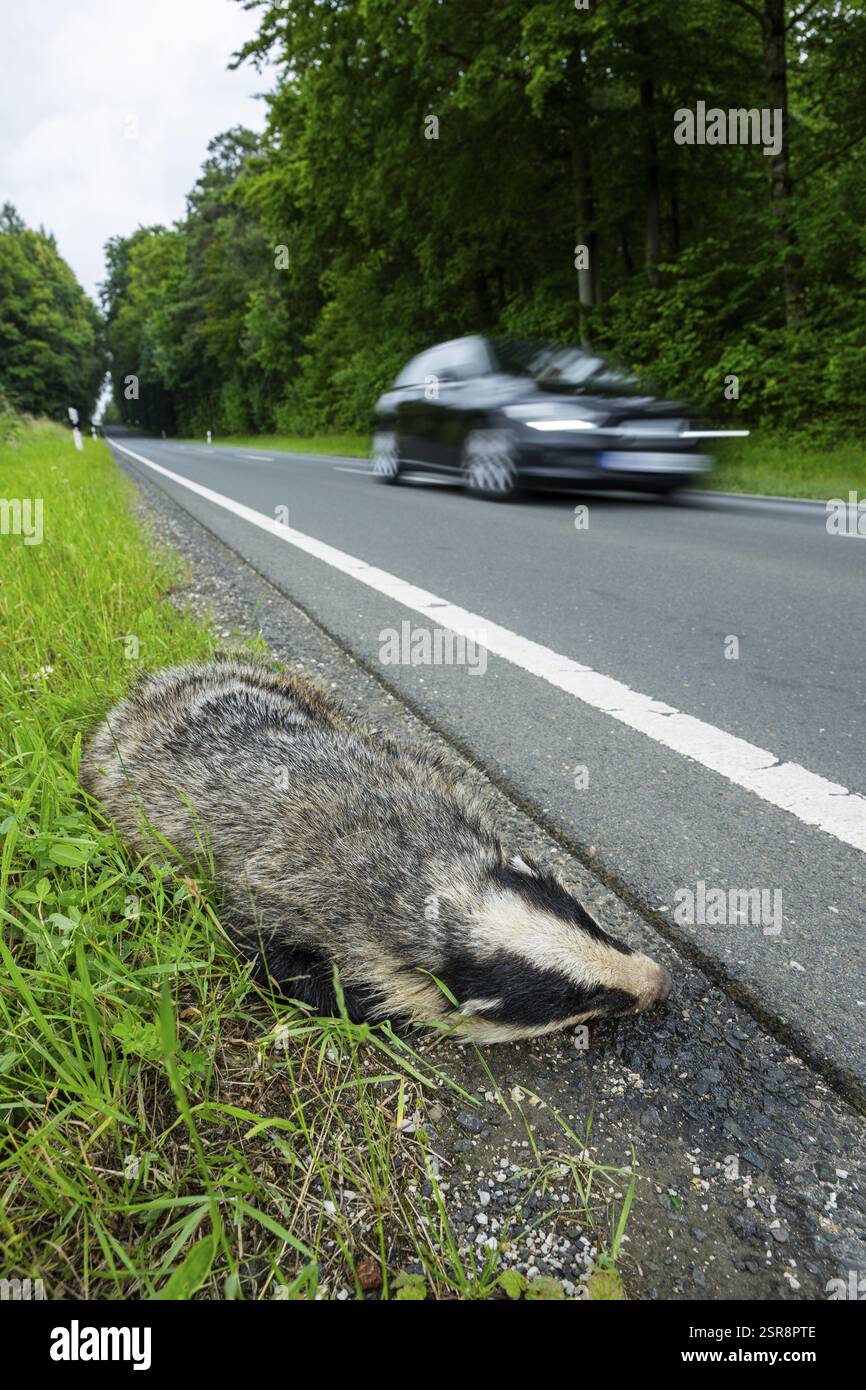 European badger (Meles meles) lies dead on a road, car accident, wild ...