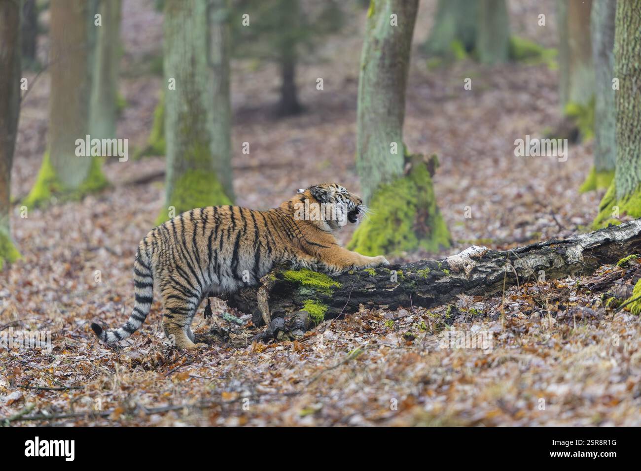 One young female Siberian Tiger, Panthera tigris altaica, sharpening ...