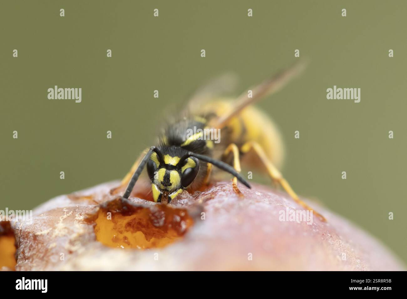 Common wasp (Vespula vulgaris) adult insect feeding on fallen fruit in ...