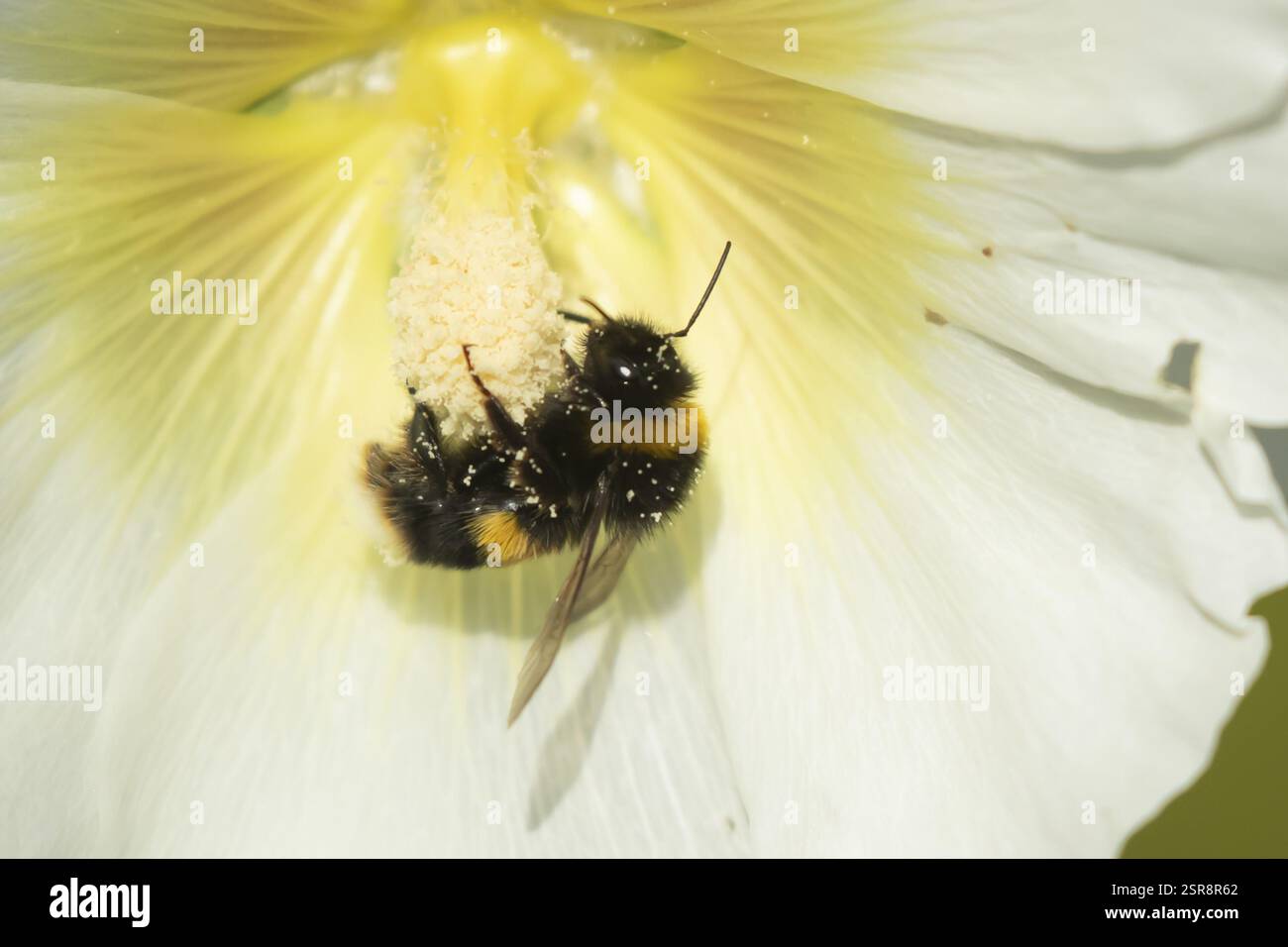 Buff tailed bumblebee (Bombus terrestris) adult bee feeding on a ...