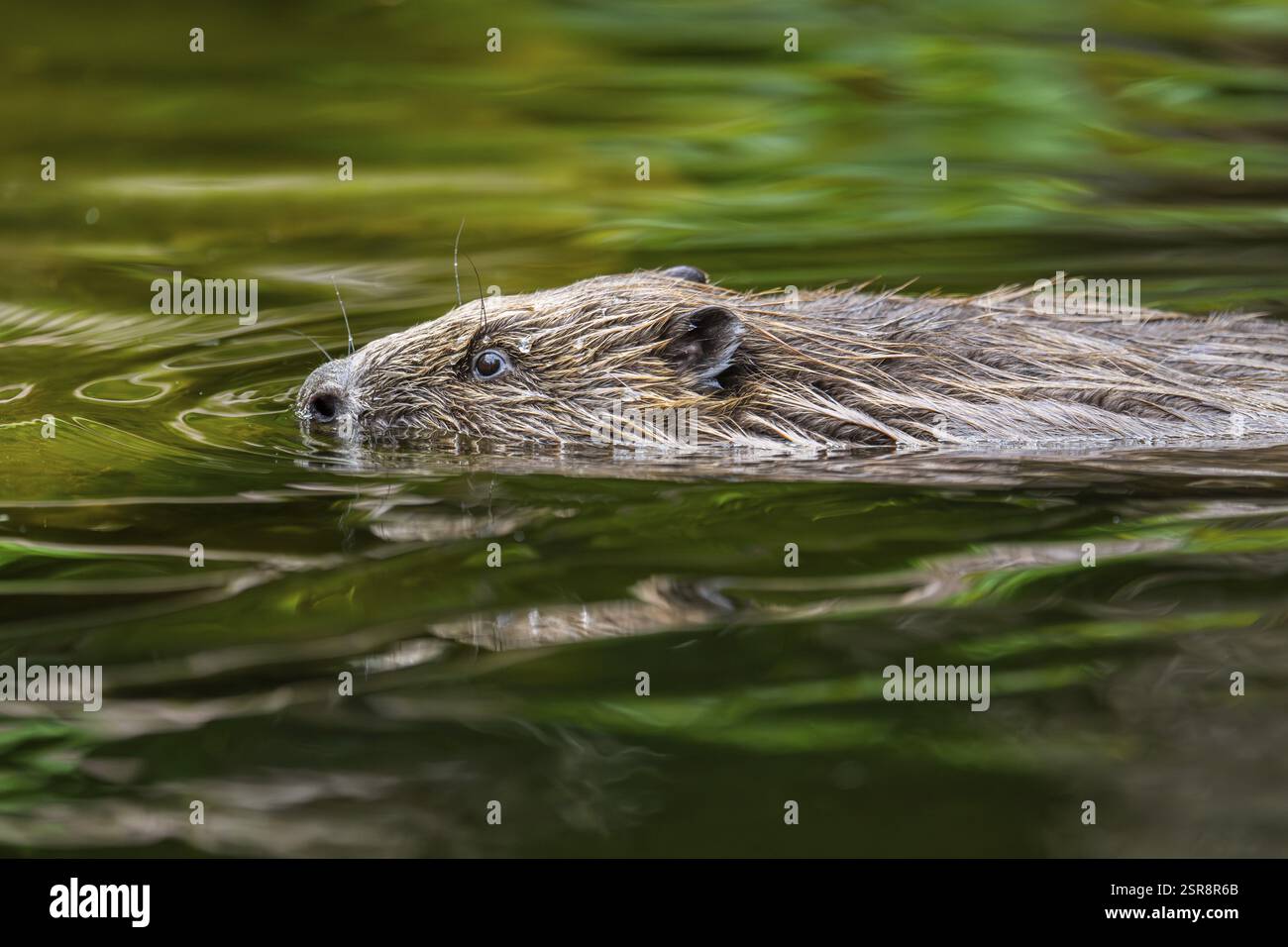 Eurasian beaver (Castor fiber) swimming on a lake, Bavaria, Germany ...