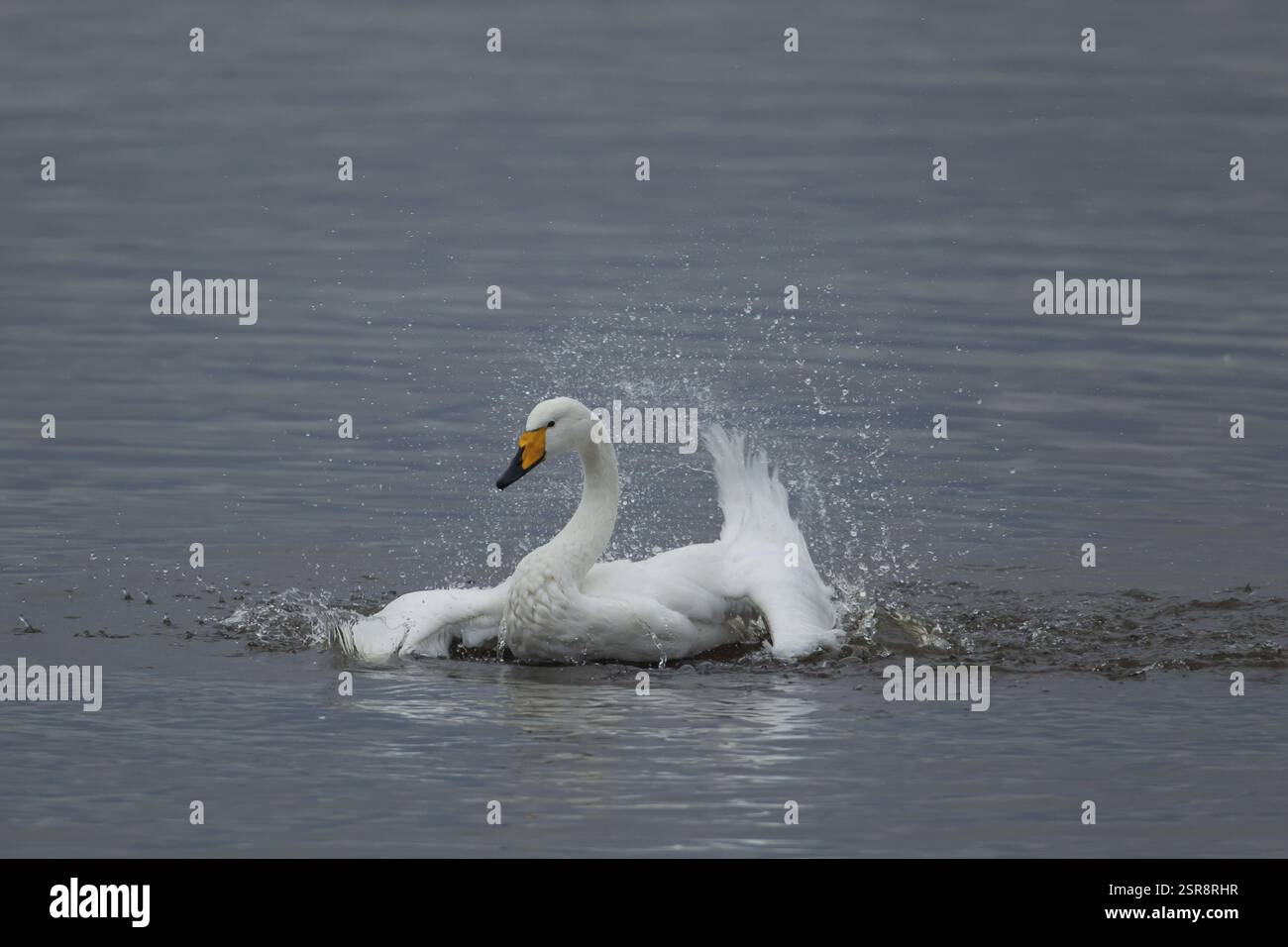 Whooper swan (Cygnus cygnus) adult bird bathing in the water of a lake ...