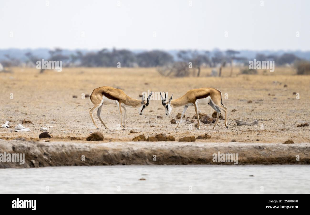 Springboks (Antidorcas marsupialis) two springboks fighting, Nxai Pan ...