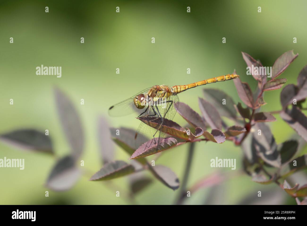 Common darter dragonfly (Sympetrum striolatum) adult female insect ...