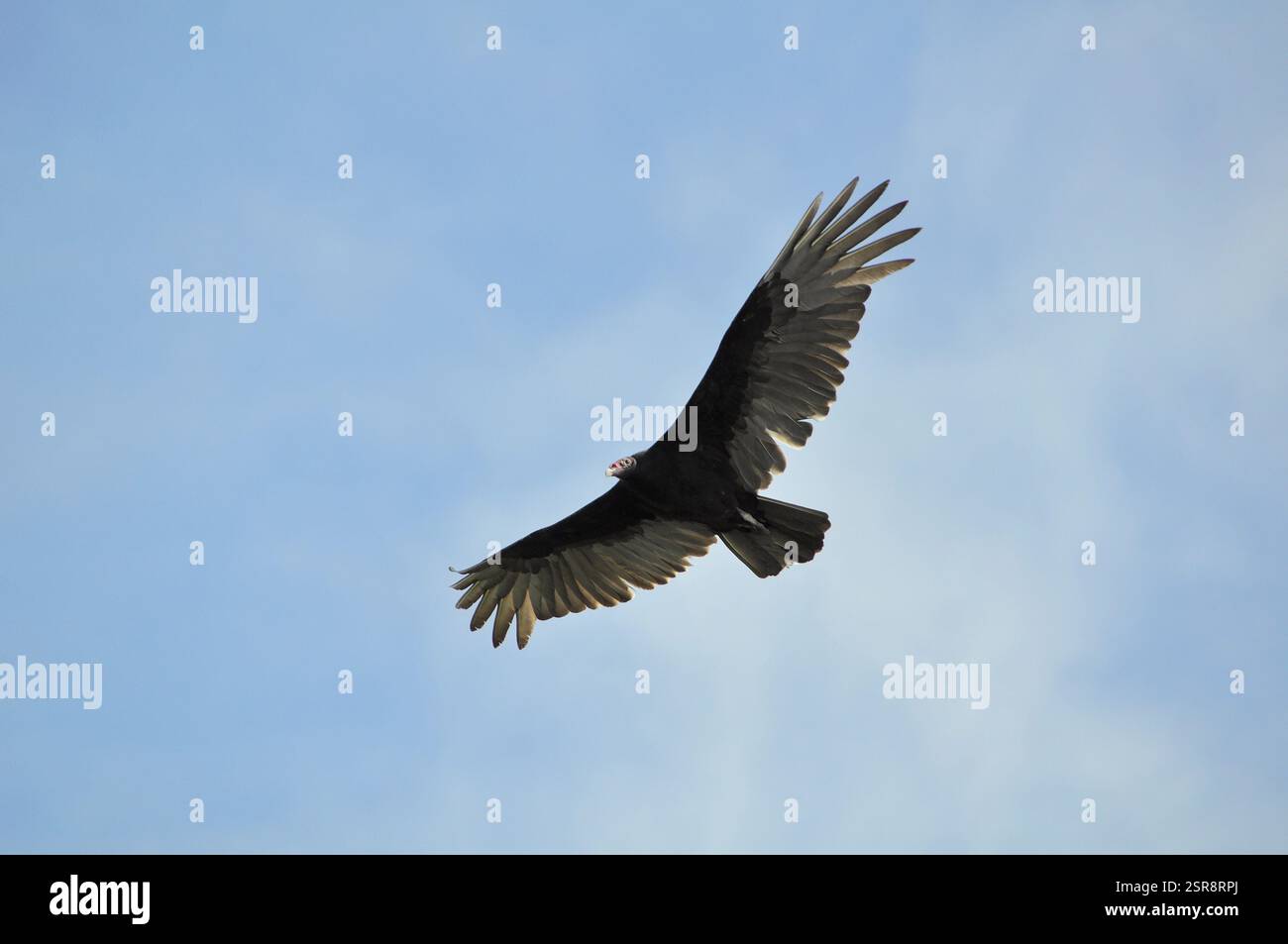 Cuban red-tailed hawk, Cuban falcon (Buteo jamaicensis solitudinis) in ...