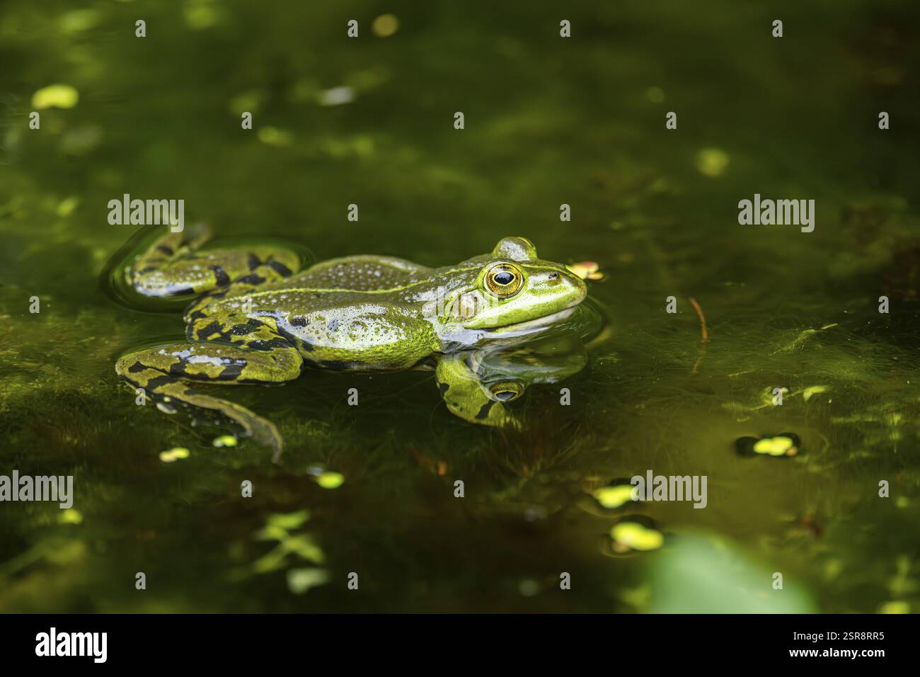 Edible frog (Pelophylax esculentus) in a little lake in the water ...