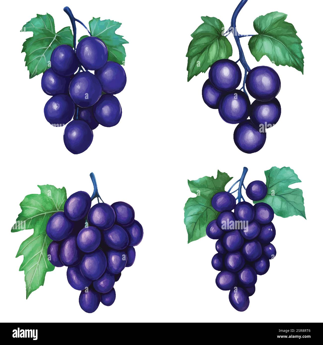 A handdrawn watercolor illustration of Hand-drawn watercolor grapevine ...