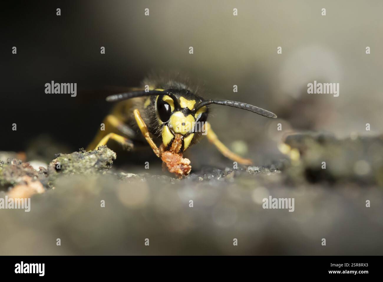 Common wasp (Vespula vulgaris) adult insect feeding on fallen fruit in ...
