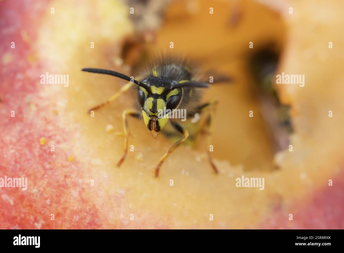Common wasp (Vespula vulgaris) adult insect on fallen fruit in a garden ...