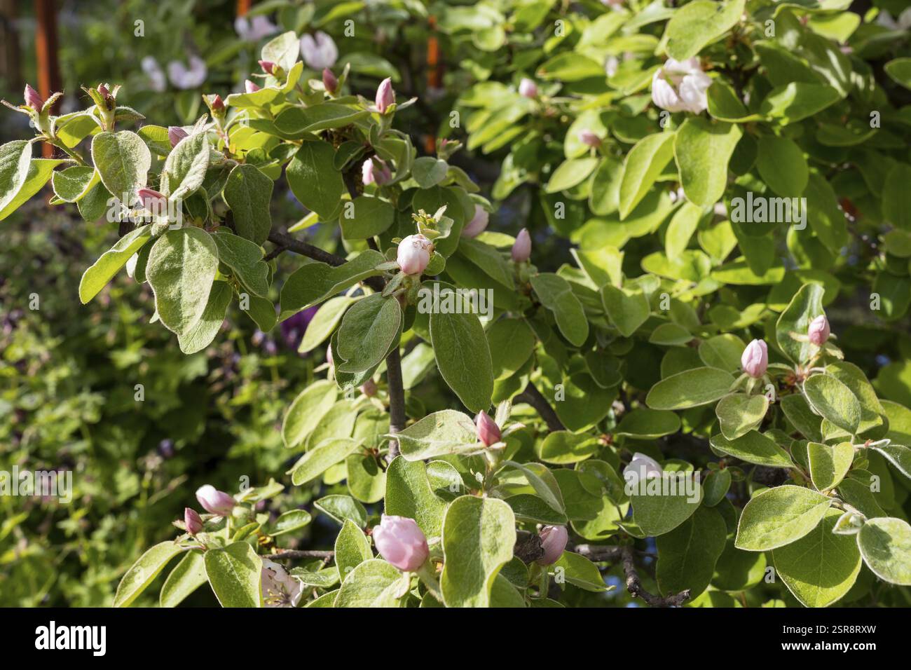 Quince (Cydonia oblonga) in bloom Stock Photo - Alamy