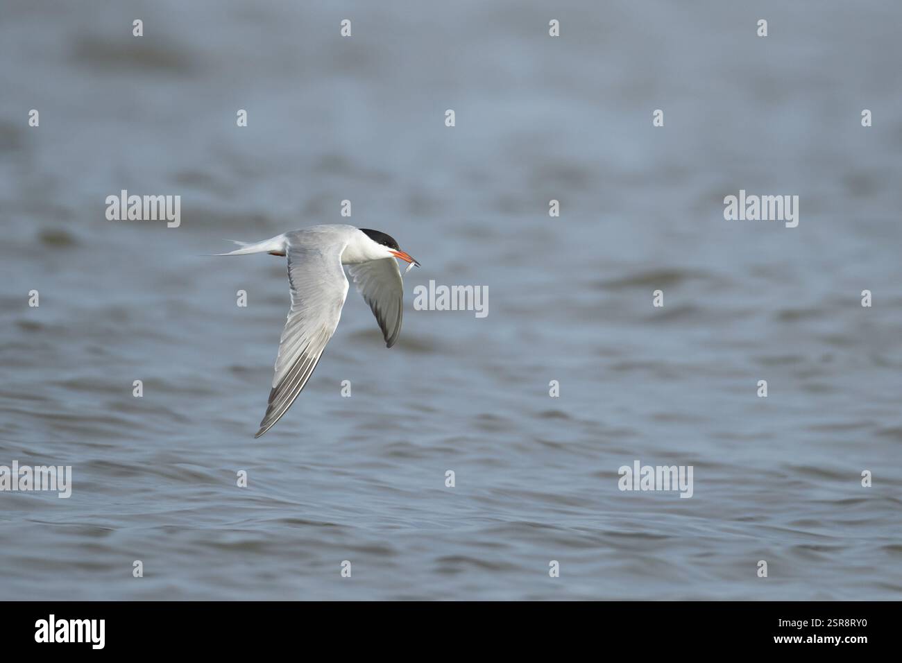 Common tern (Sterna hirundo) adult bird in flight carrying a fish in ...