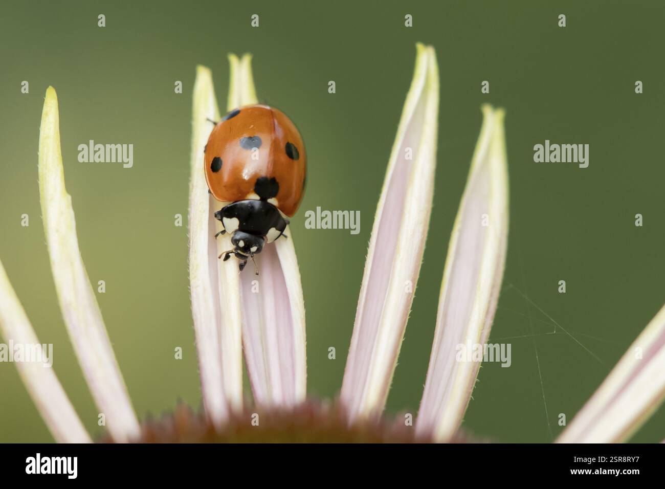 Seven-spot ladybird (Coccinella septempunctata) adult insect on a ...