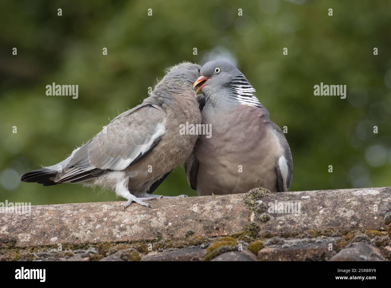 Wood pigeon (Columba palumbus) juvenile baby cobb bird being fed by an ...
