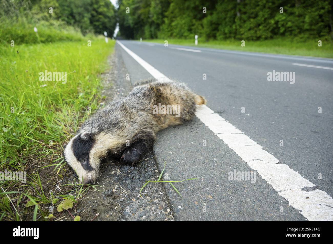 European badger (Meles meles) lies dead on a road, car accident, wild ...