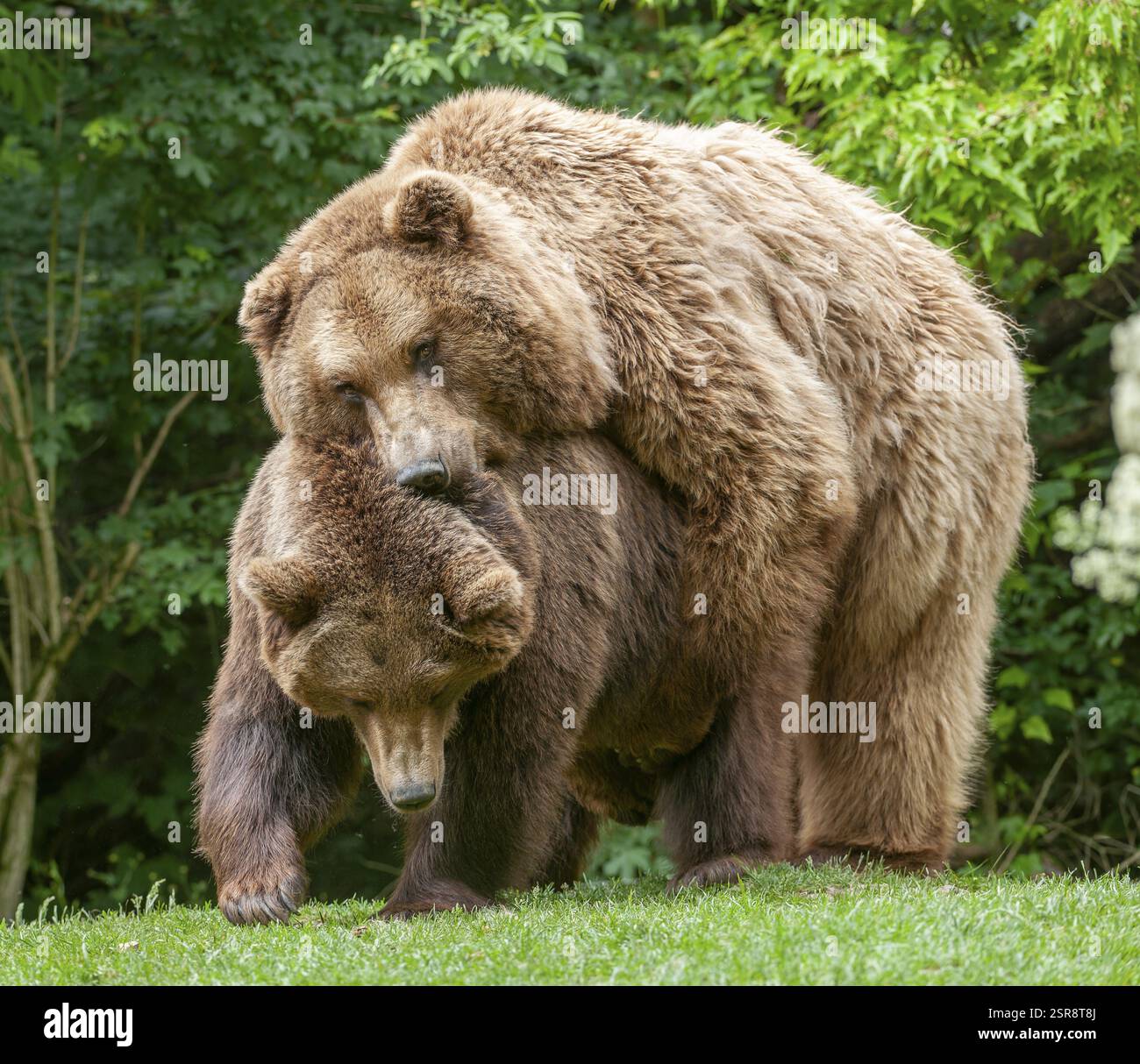 Brown bear (Ursus arctos) two bears, male and female, social behaviour ...