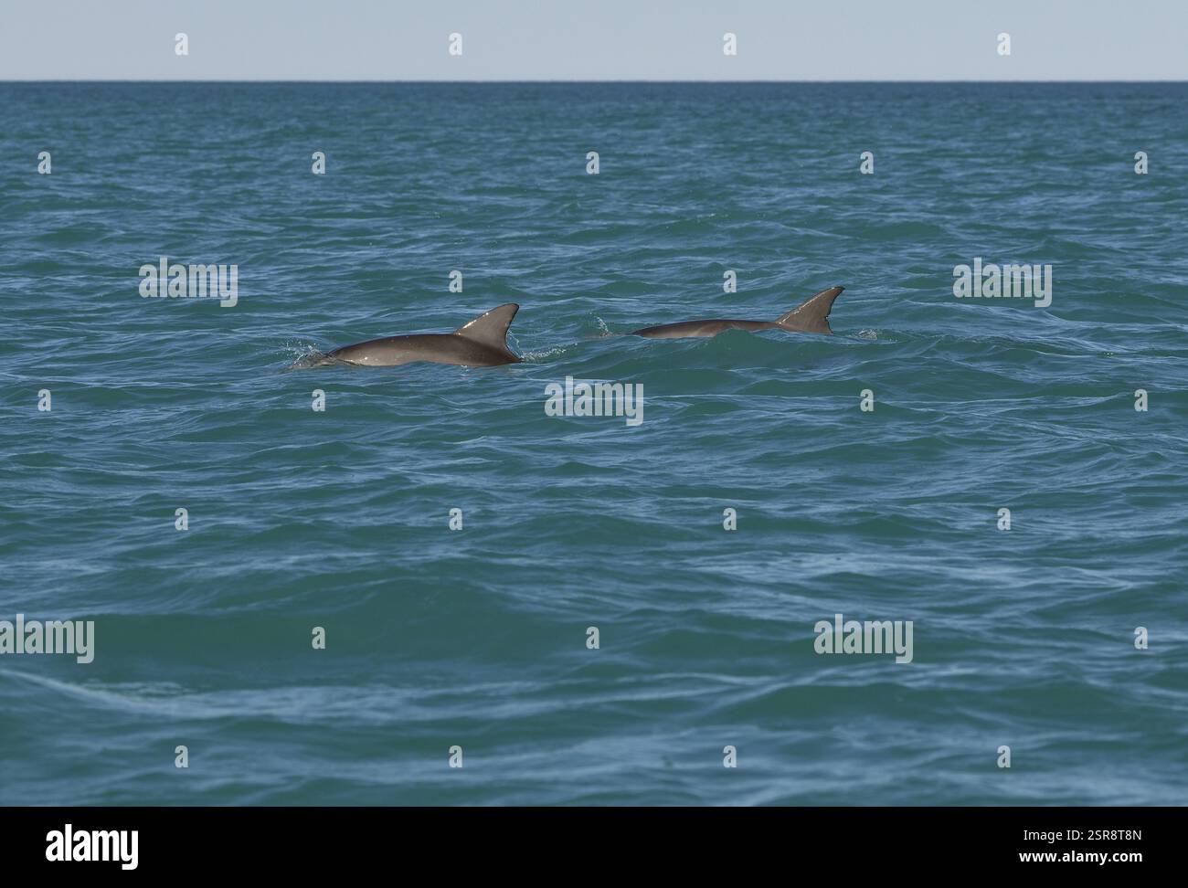 Bottlenose dolphin (Tursiops truncatus) hunting sponges, tool use, dolphin, Monkey Mia, Shire of ...