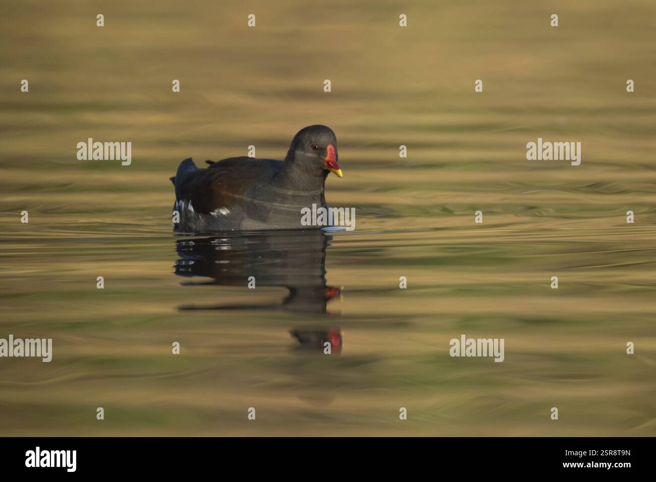 Common moorhen or Waterhen (Gallinula chloropus) adult bird on a lake ...