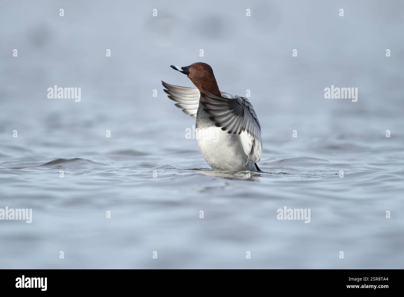 Common pochard duck (Aythya ferina) adult male bird flapping its wings ...