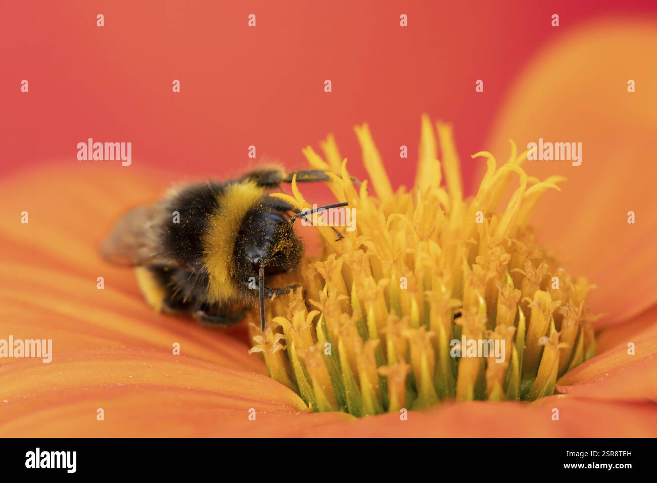 Buff tailed bumblebee (Bombus terrestris) adult bee feeding on a ...