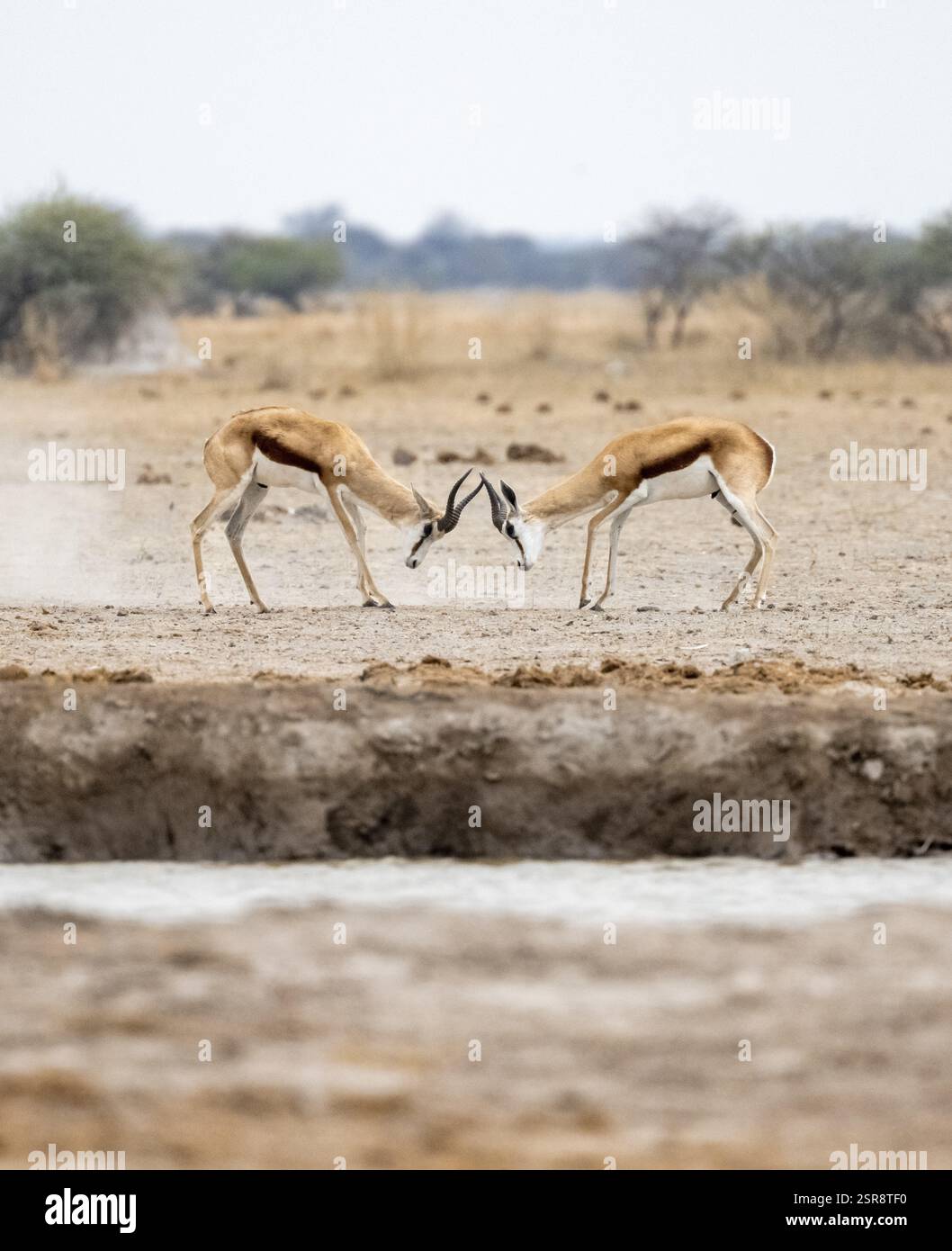 Springboks (Antidorcas marsupialis) two springboks fighting, Nxai Pan ...