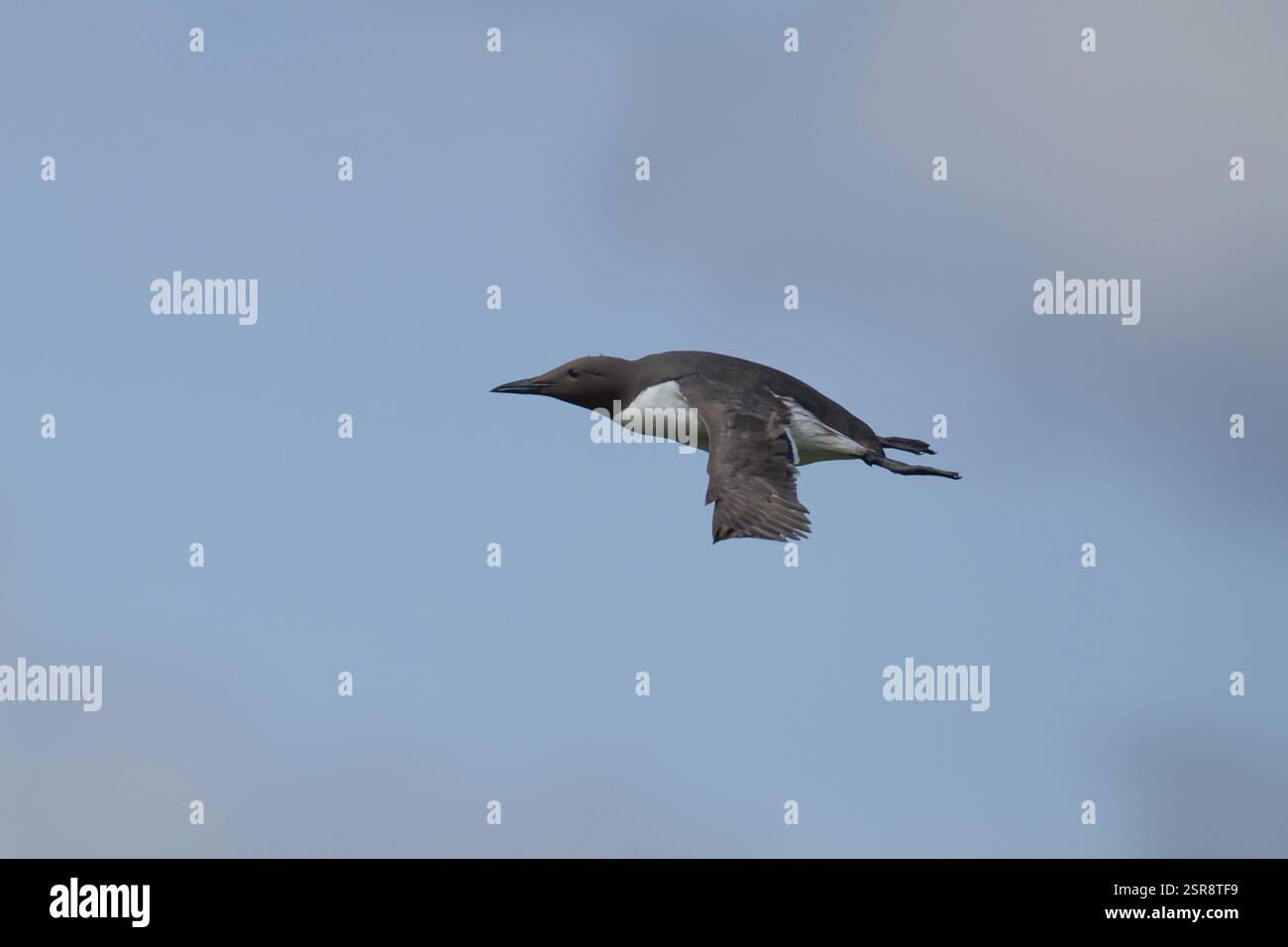 Guillemot or Common murre (Uria aalge) adult sea bird flying, England ...