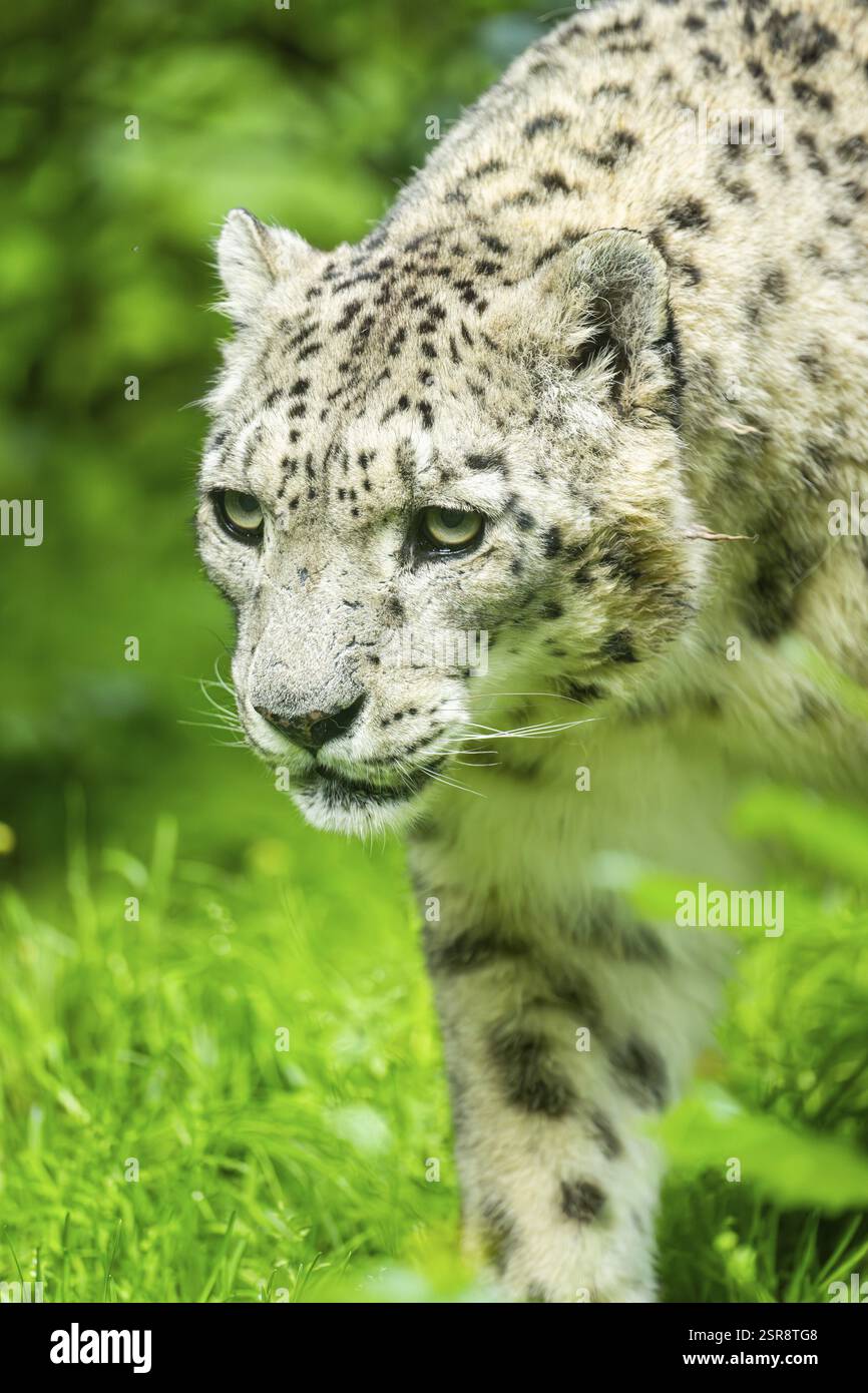 Snow leopard (Panthera uncia syn. Uncia uncia) in the forest, Germany ...